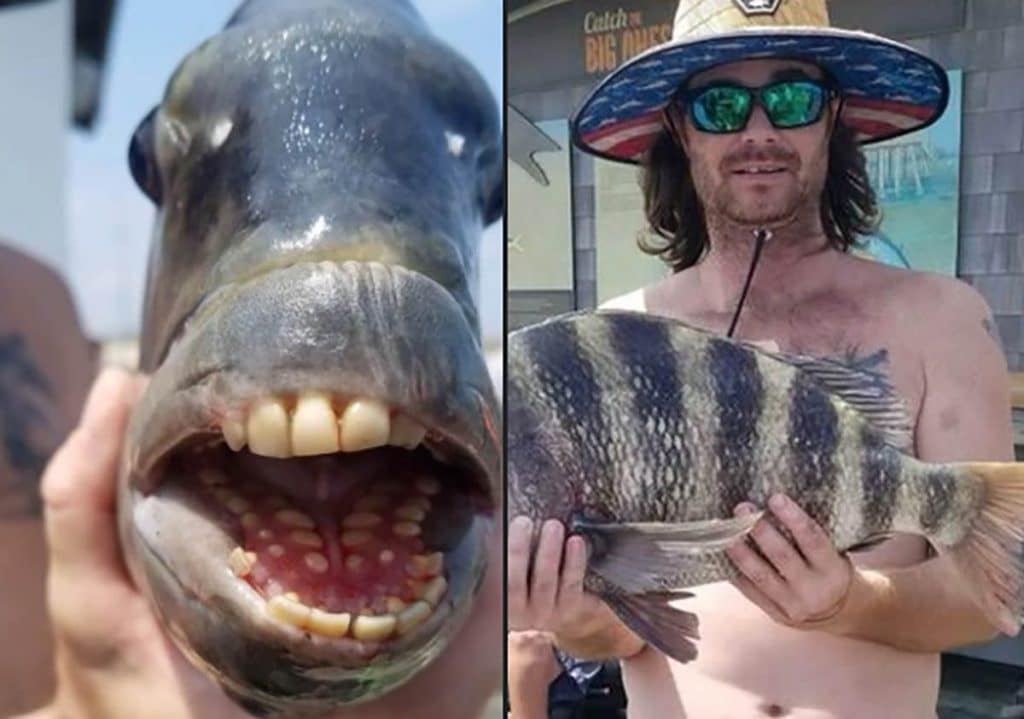 Pez con "dientes humanos" es capturado en EEUU