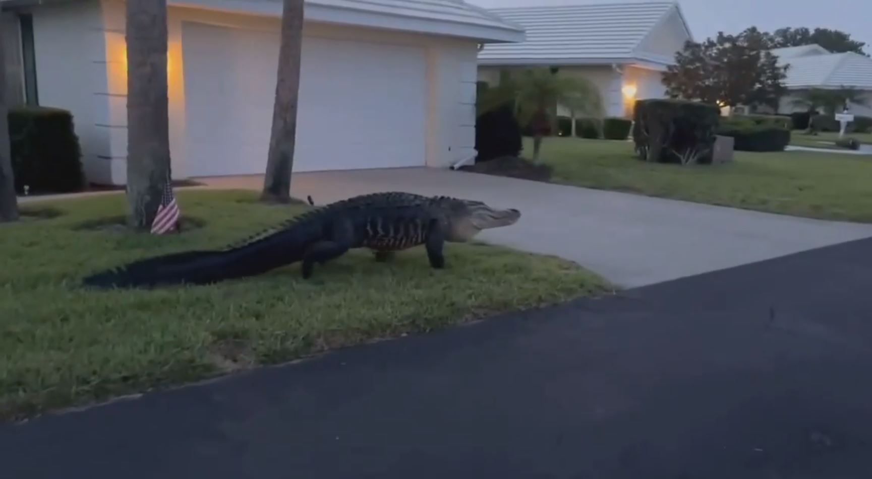 Caimán gigante es visto en vecindario de la Florida - Cuballama Noticias