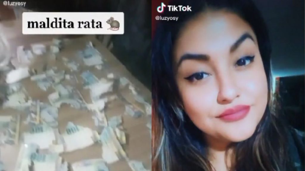 Rata de cuatro patas acaba con ahorros de joven peruana
