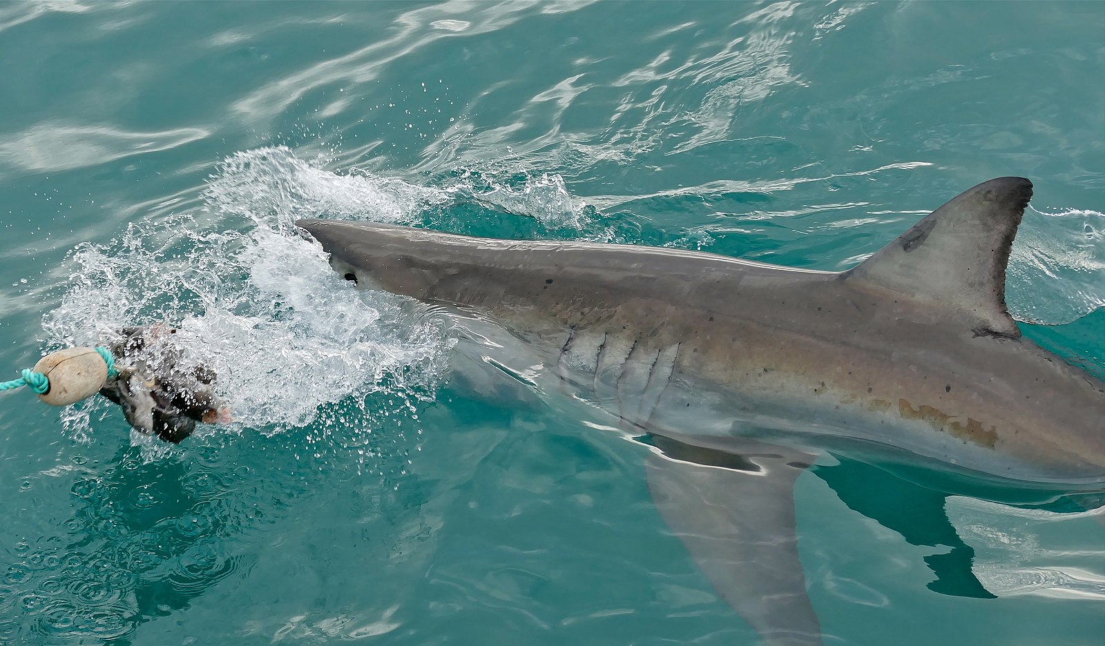 Tiburón deja a adolescente gravemente herida en la Florida - Cuballama ...
