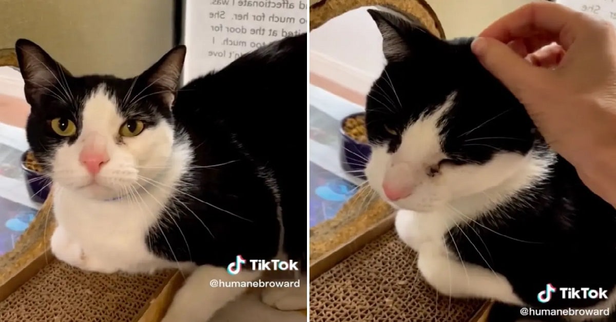 Adoptan gato regalado por su dueño por ser "demasiado cariñoso ...