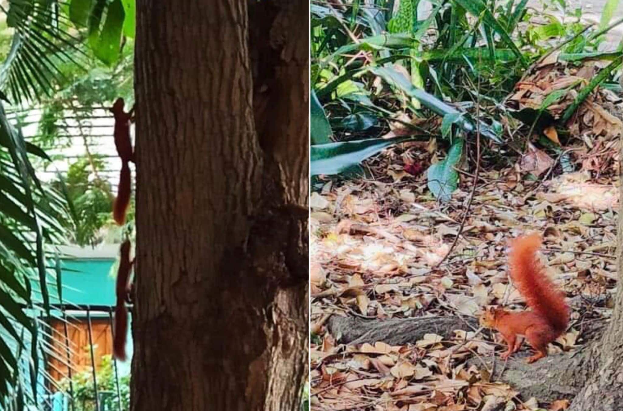 Ardillas rojas causan sensación en La Habana: “¿Quién las puso allí ...