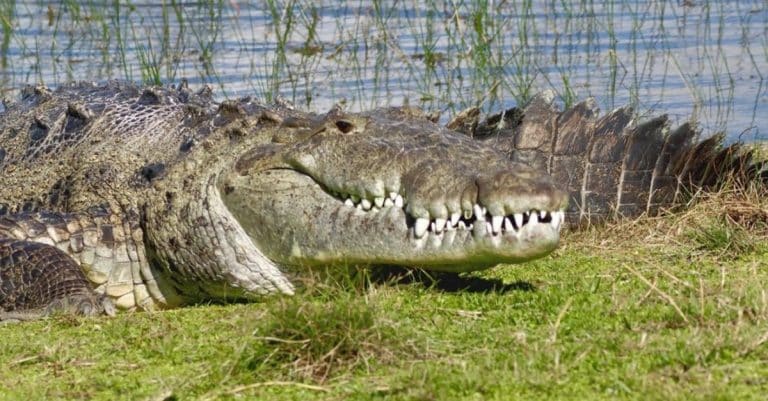 Fotógrafa se encuentra con Croczilla en el Parque Nacional Everglades ...