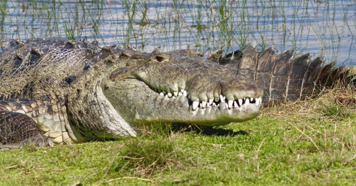 Fotógrafa se encuentra con Croczilla en el Parque Nacional Everglades ...