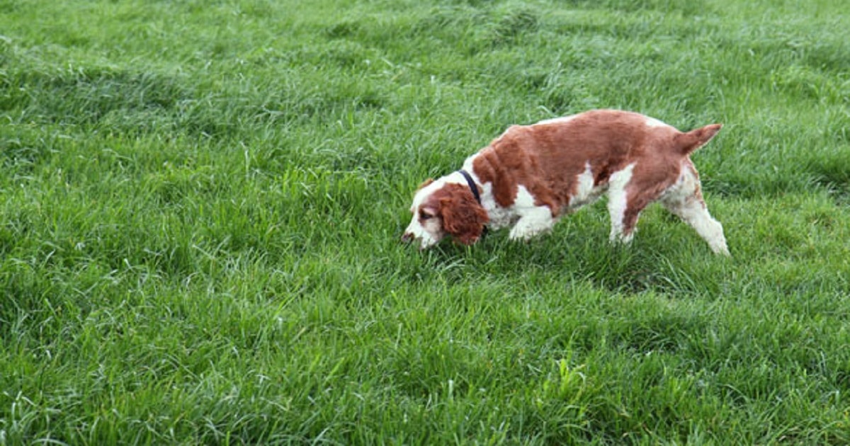 Perro no entrenado realiza un macabro hallazgo en Texas - Cuballama ...