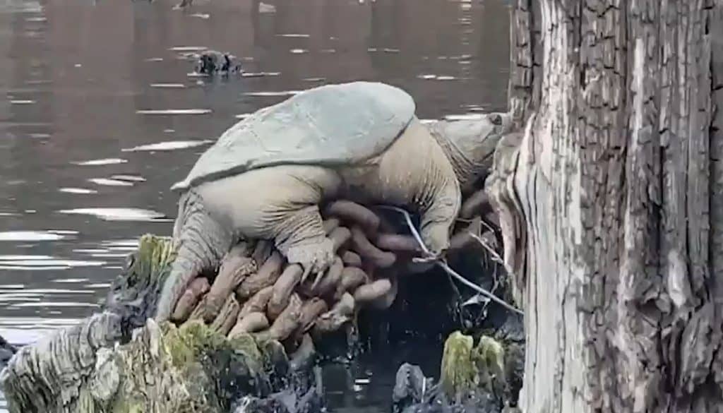 Video viral muestra tortuga gigante en Chicago. La llaman "Chonkosaurus ...
