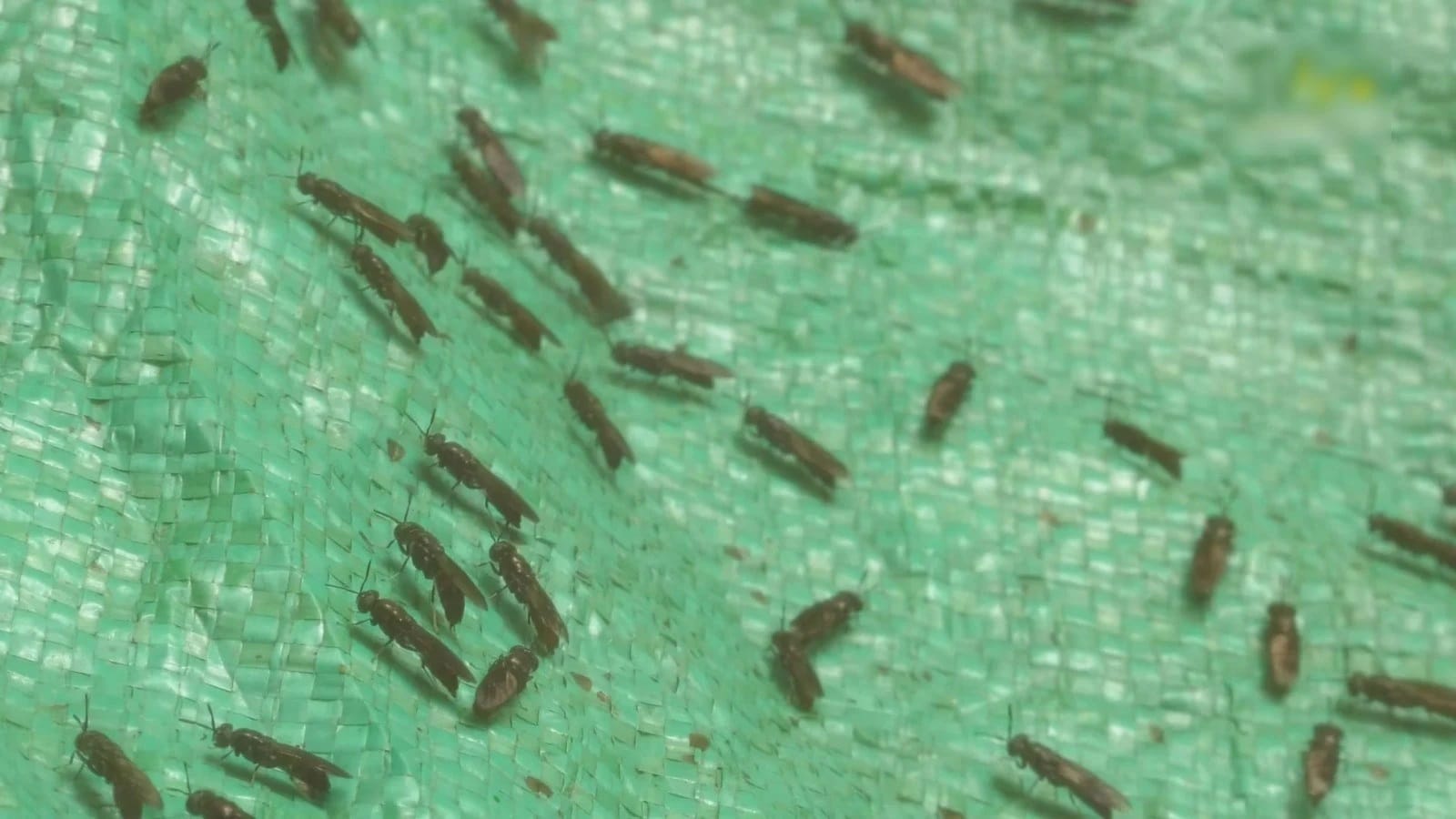 La mosca soldado negra como alimento animal en Cuba - Cuballama Noticias